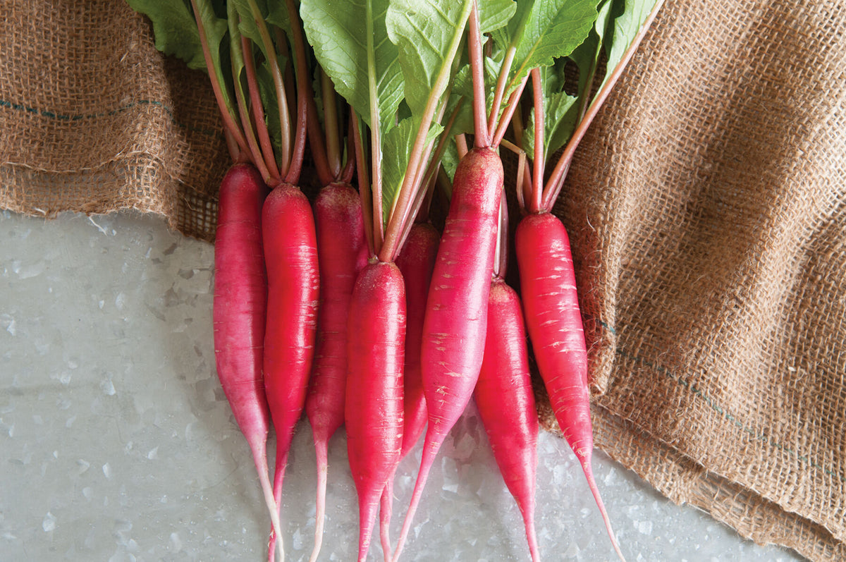 Shunkyo Radish (per bunch) – River Love Farm